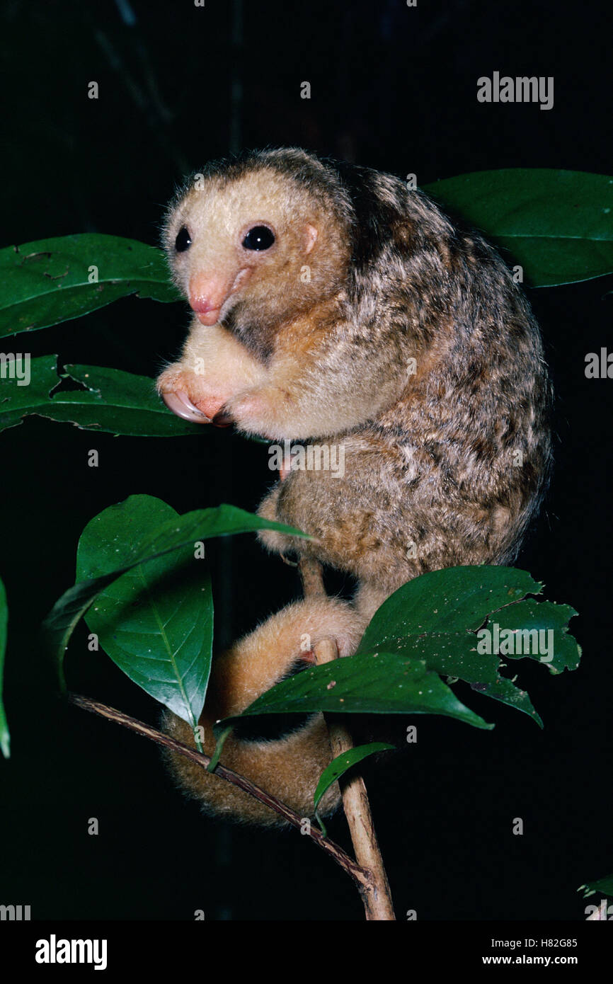 Pygmy Anteater (Cyclopes didactylus) in the rainforest, Costa Rica ...