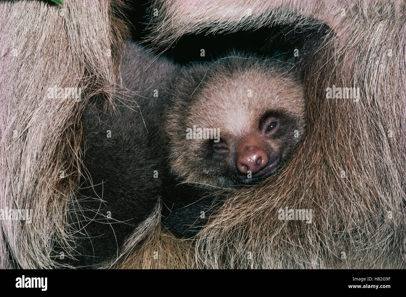 Hoffmann's Two-toed Sloth (Choloepus hoffmanni) sleeping baby, cloud ...
