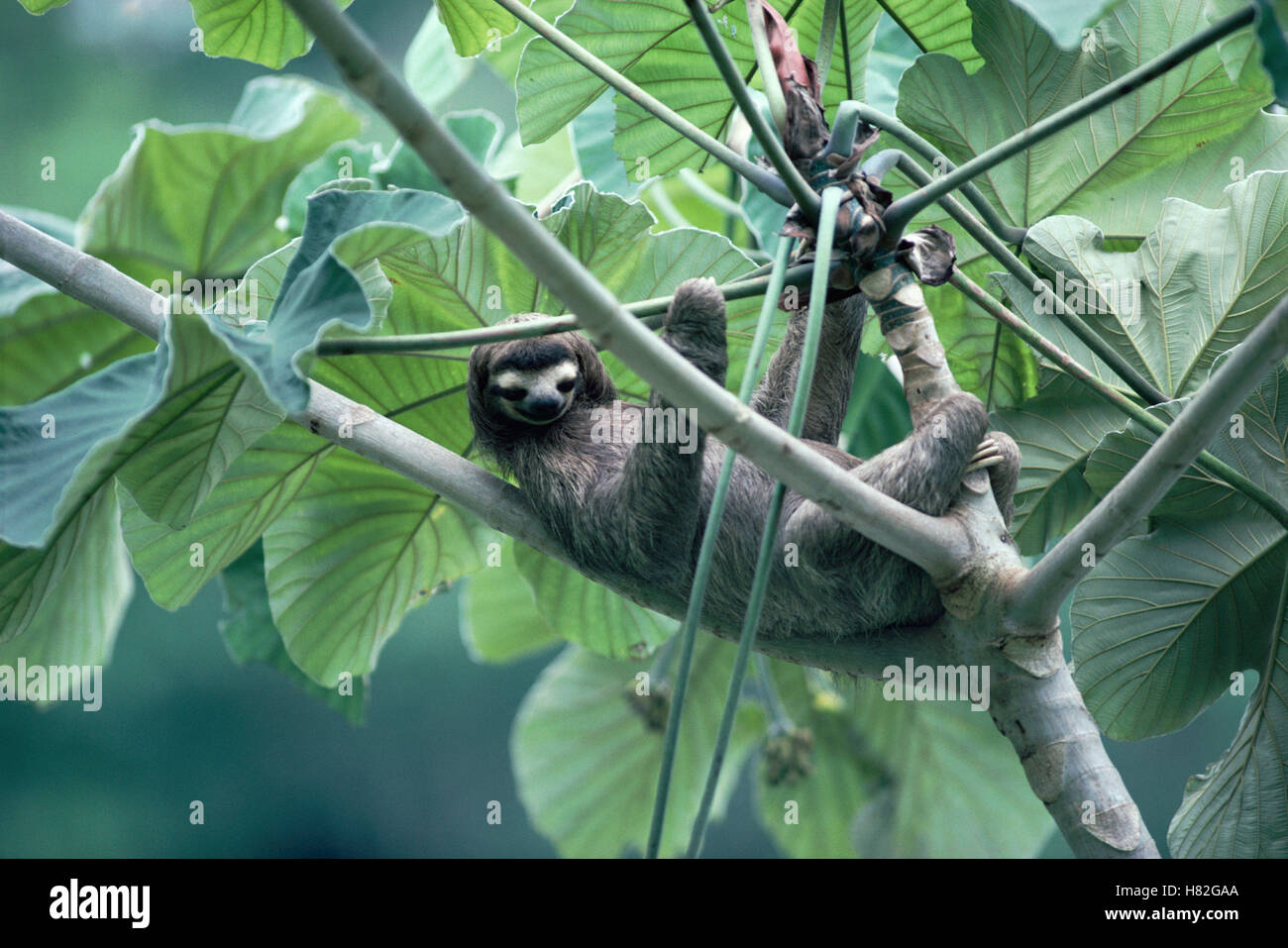 Brown-throated Three-toed Sloth (Bradypus variegatus) female in a ...