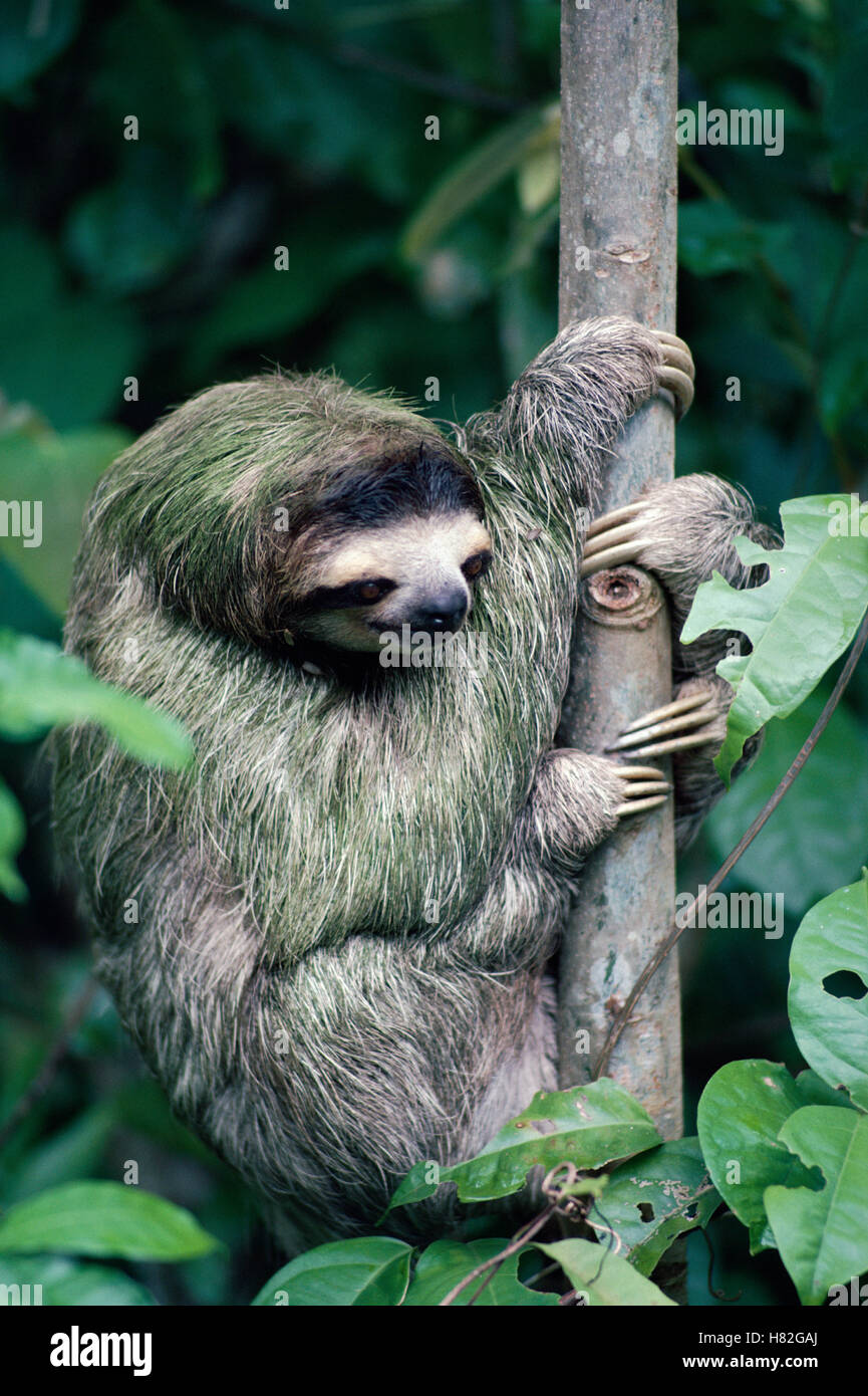Brown-throated Three-toed Sloth (Bradypus variegatus) female in ...