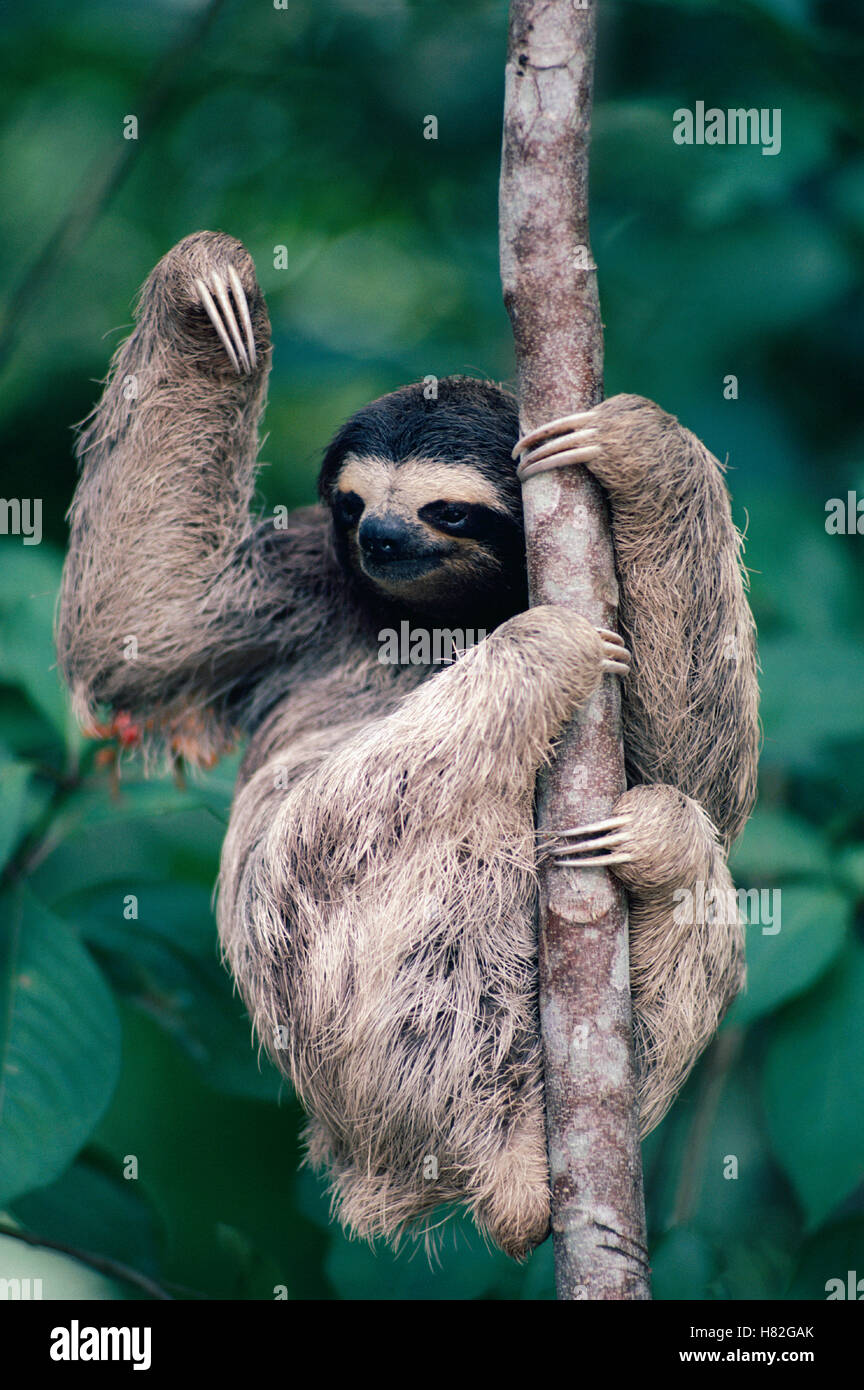 Brown-throated Three-toed Sloth (Bradypus variegatus) female in ...