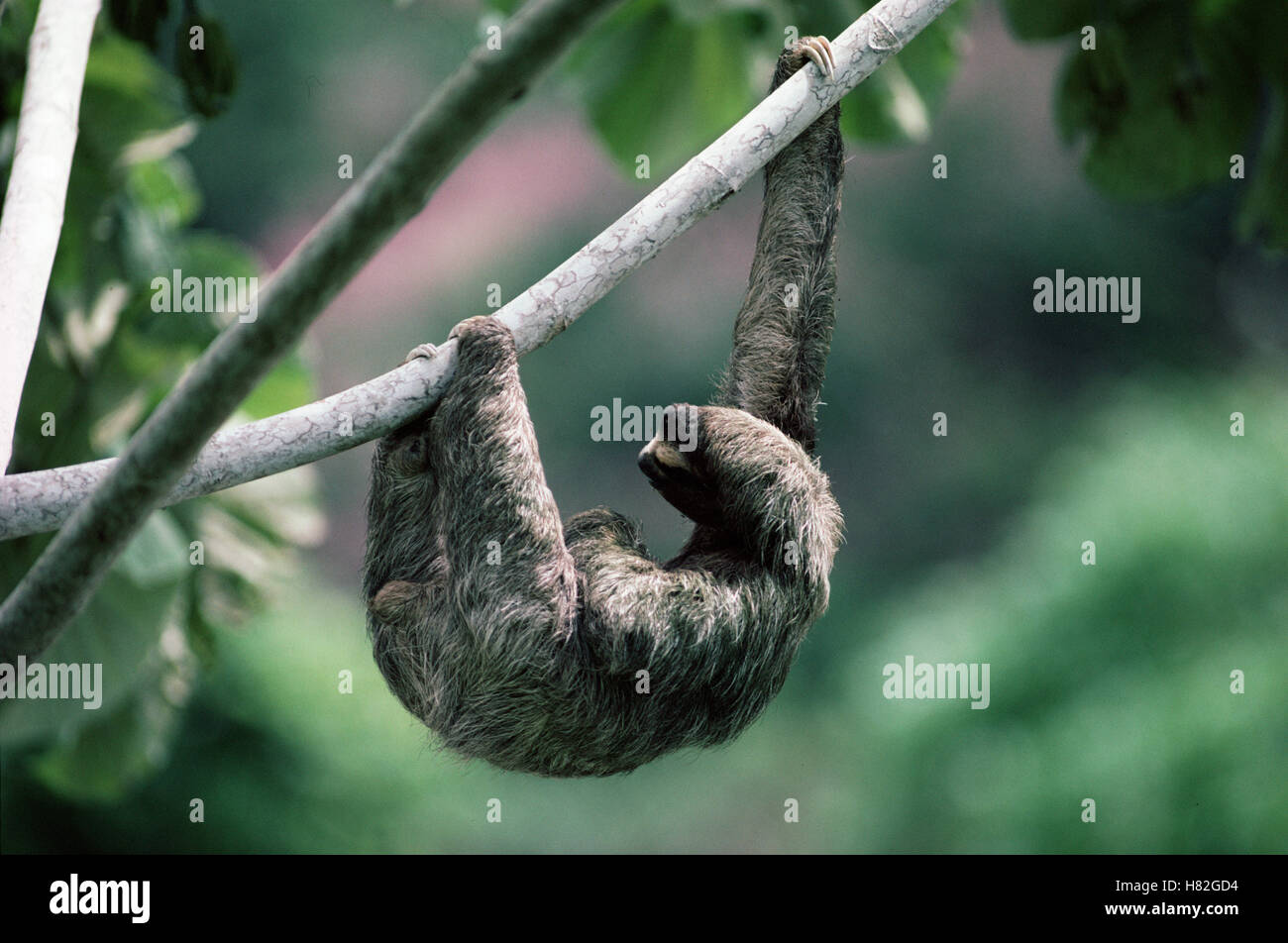 Brown-throated Three-toed Sloth (Bradypus variegatus) male sunbathing ...