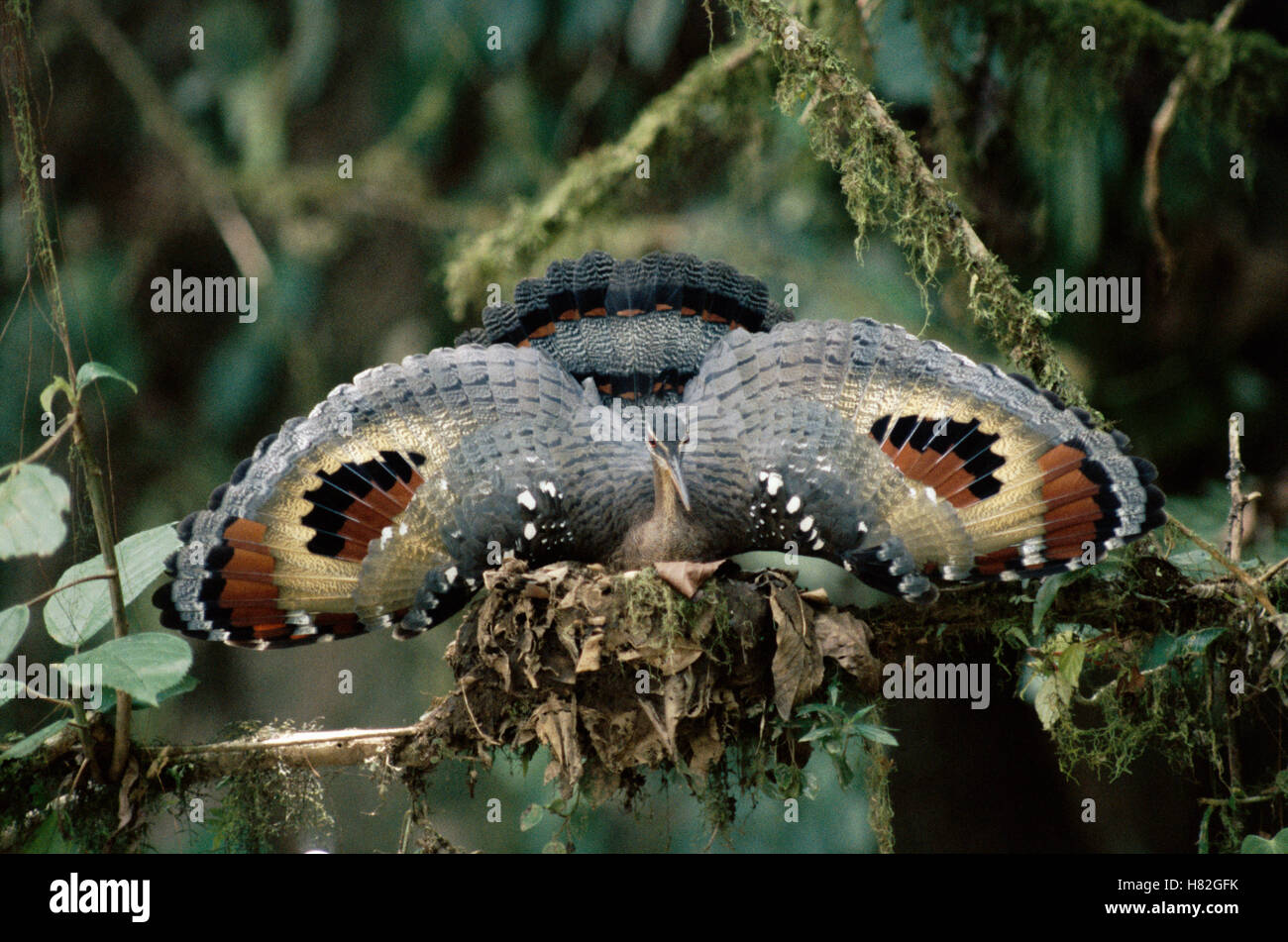 Sunbittern (Eurypyga helias) adult in nest in threat display, Costa ...