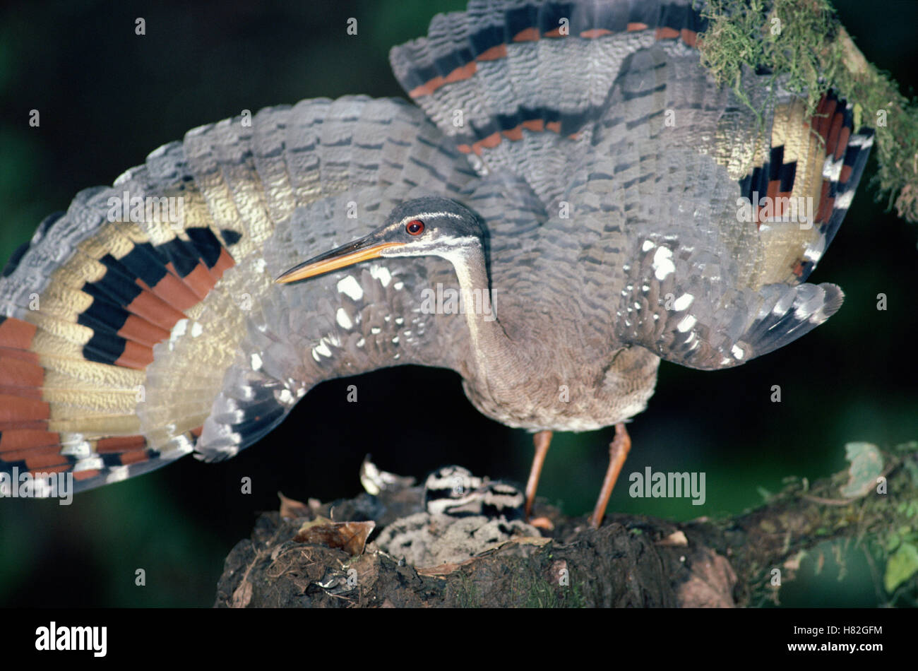 Sunbittern (Eurypyga helias) adult in nest with chicks, Costa Rica Stock Photo - Alamy