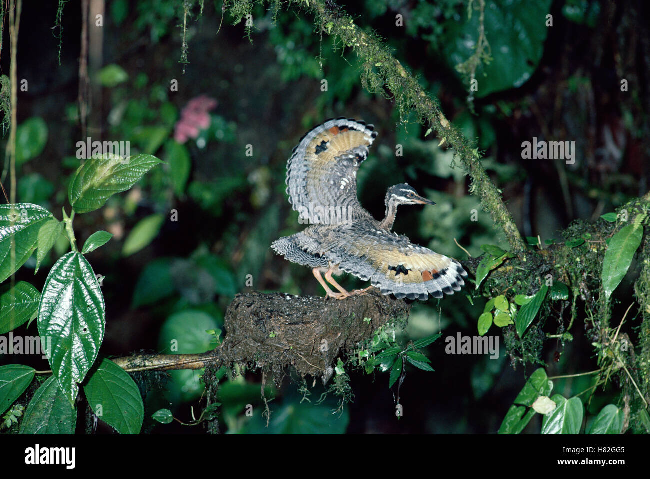 Sunbittern (Eurypyga helias) chick in defensive thereat display in nest ...