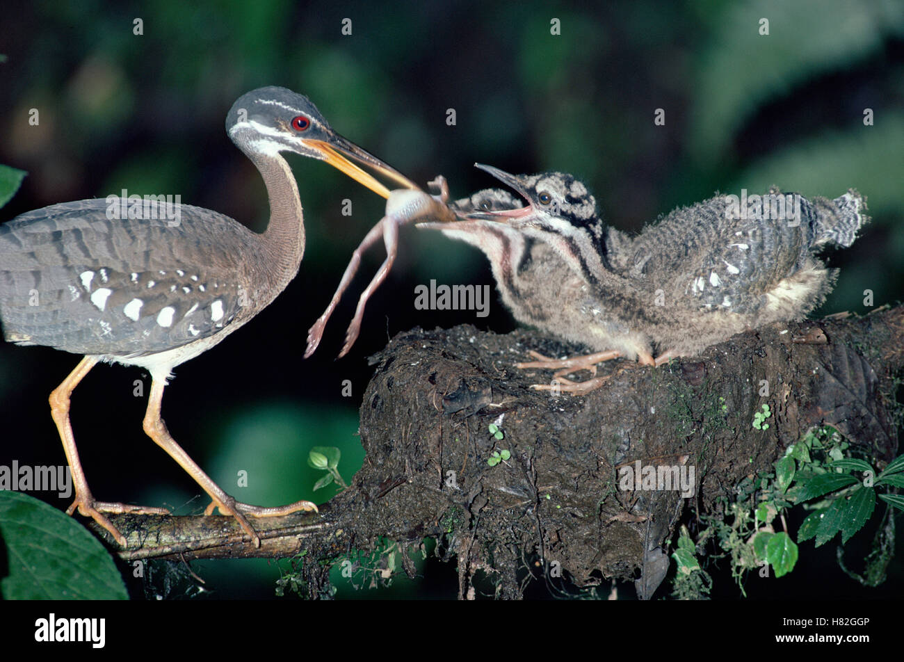 Sunbittern (Eurypyga helias) adult feeding frog to chicks in nest ...