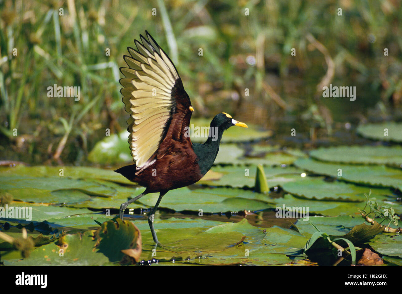 Northern Jacana (Jacana spinosa) note spur on wing, Costa Rica Stock ...