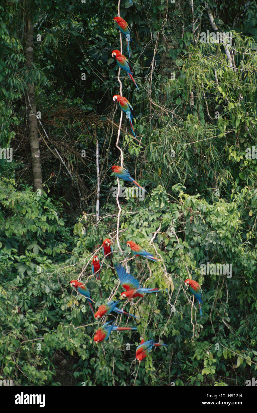 Red and Green Macaw (Ara chloroptera) on forest liana rainforest, Manu ...
