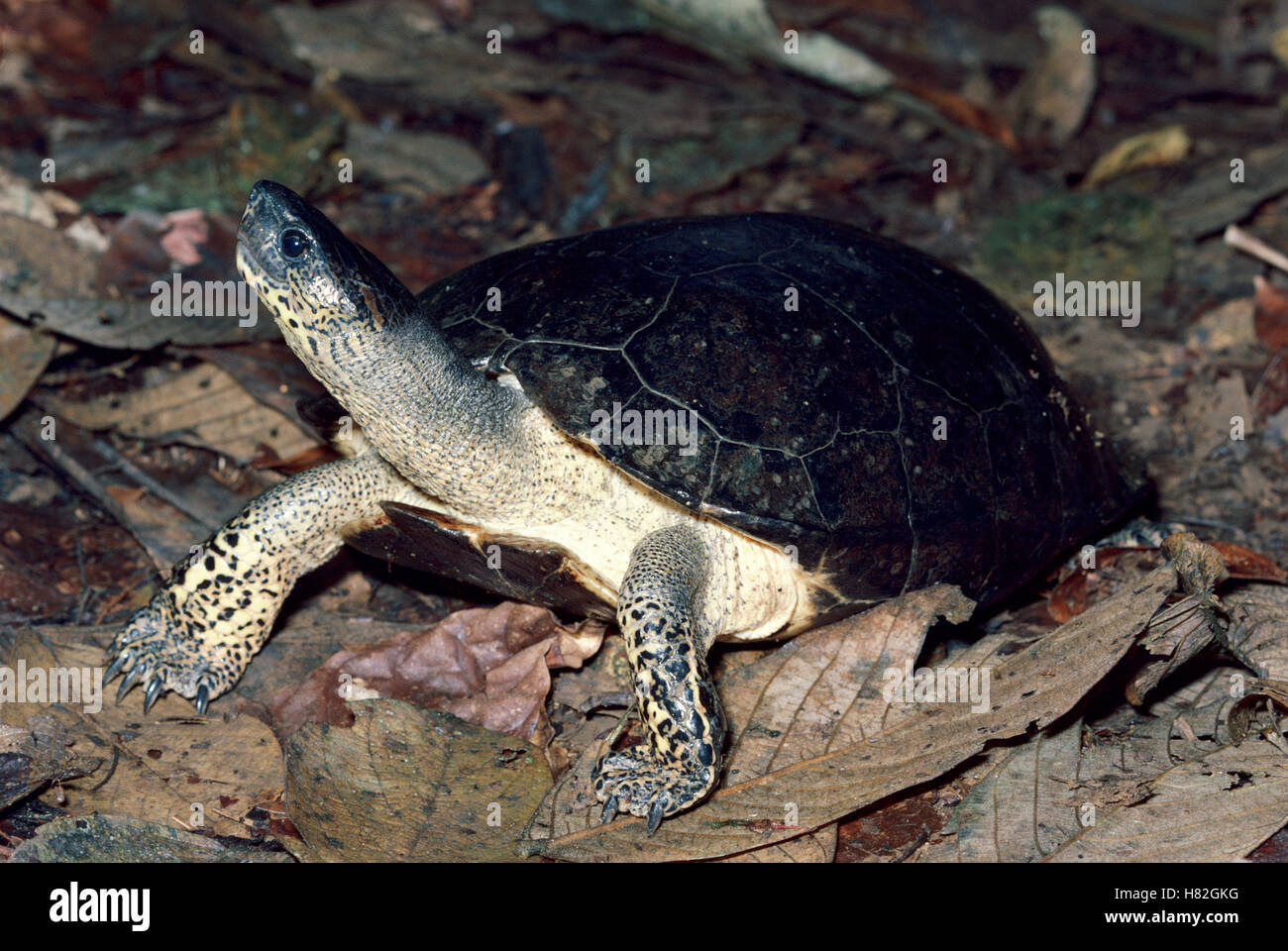 Black River Turtle (Rhinoclemmys funerea) on river bank, Costa Rica ...