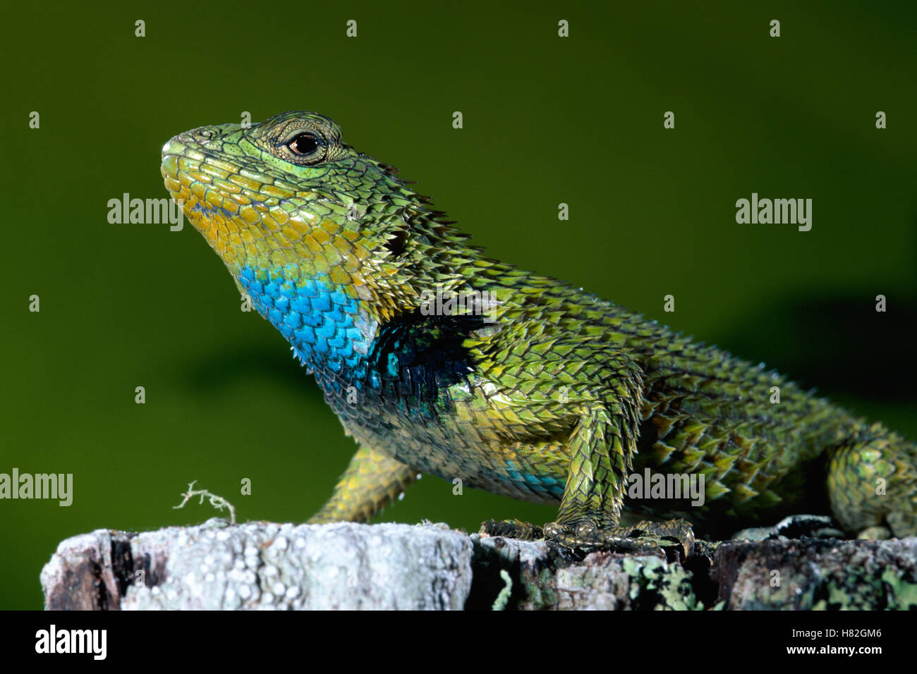Green Spiny Lizard (Sceloporus malachiticus) male, Monteverde Cloud ...
