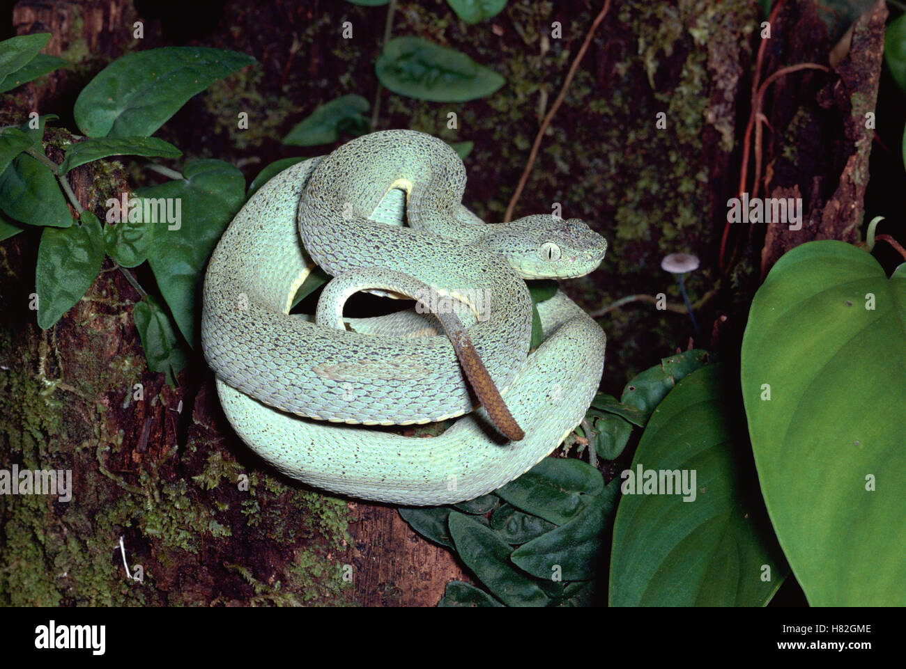 Two-striped Forest Pit Viper (Bothrops bilineatus) coiled on rainforest ...