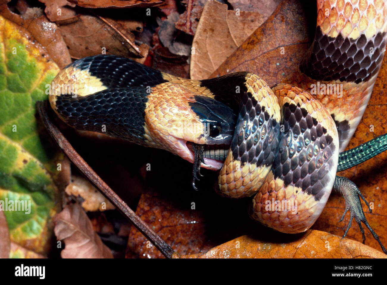 Calico Snake (Oxyrhopus petola) constricting a rainforest ...