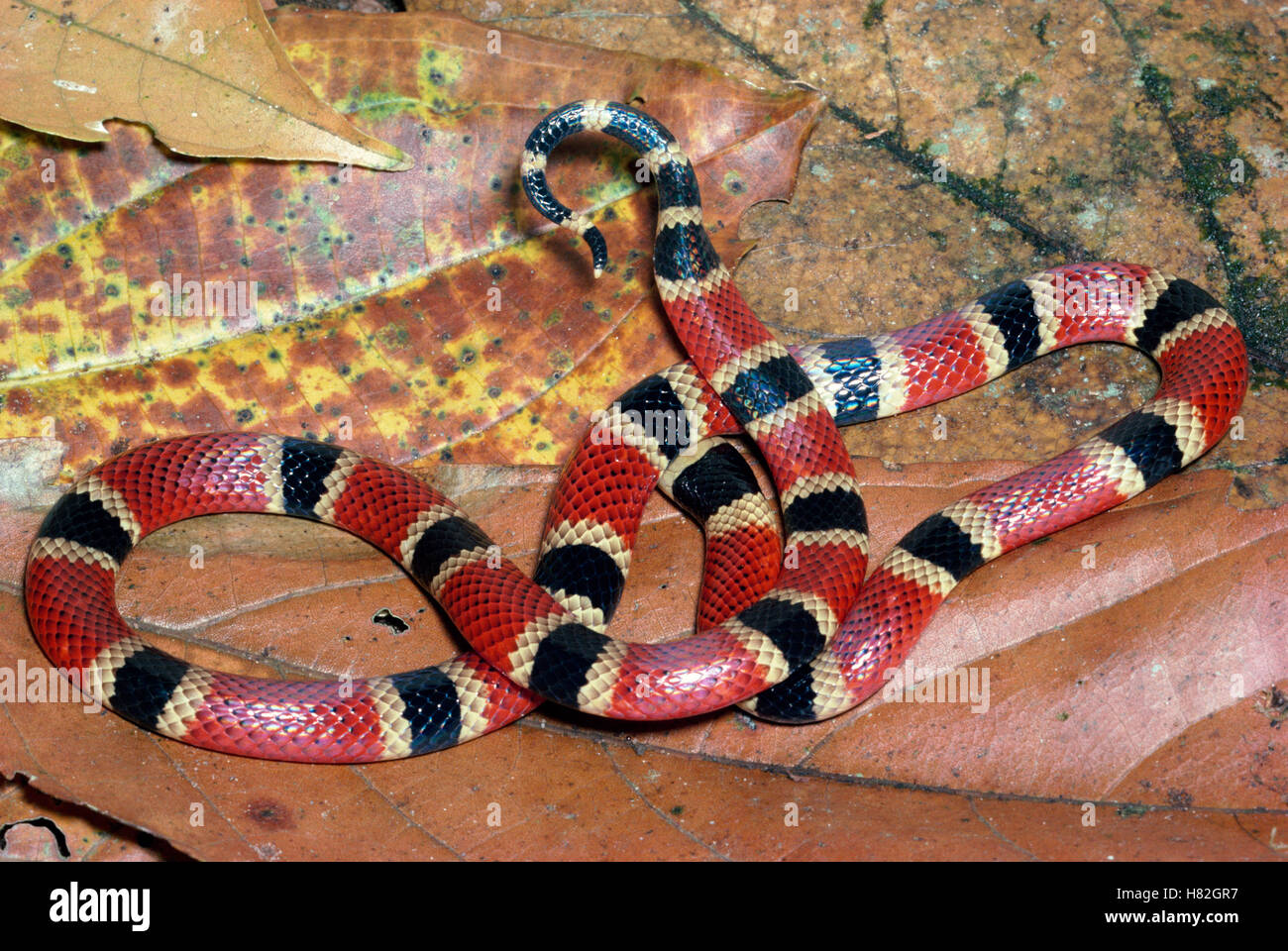 Black-banded Coral Snake (Micrurus nigrocinctus) venomous rainforest ...