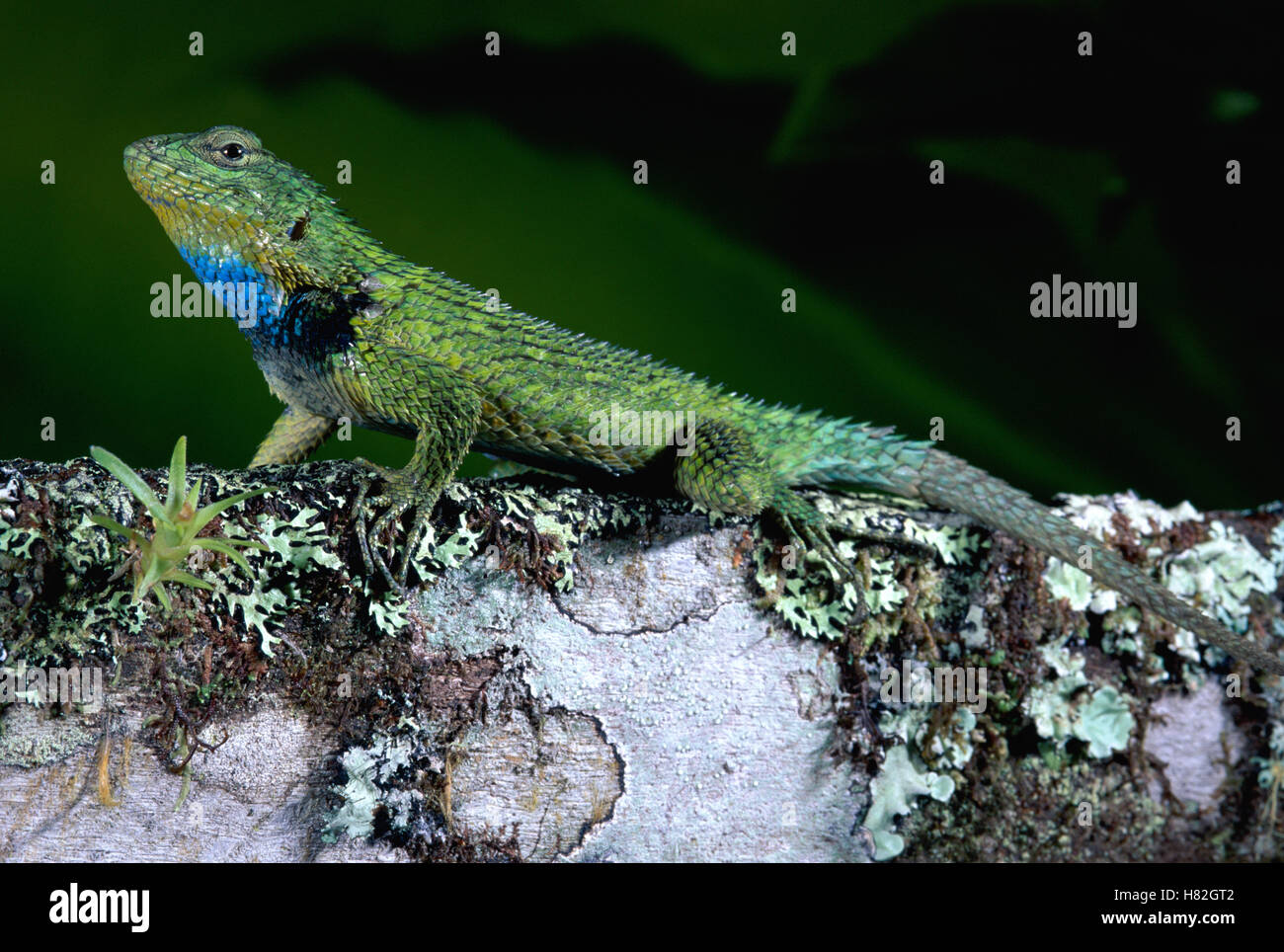 Green Spiny Lizard (Sceloporus malachiticus) male, Monteverde Cloud ...