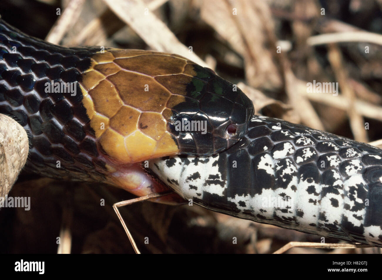 Banded Tree Snake (Tripanurgos compressus) rainforest, Costa Rica Stock ...