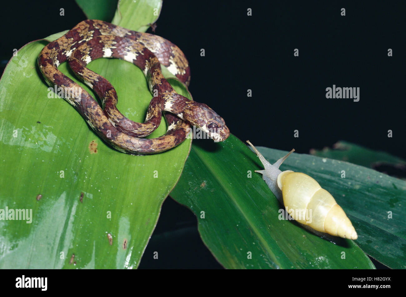 Ringed Snail-eater Snake (Sibon annulata) rainforest, Costa Rica Stock ...
