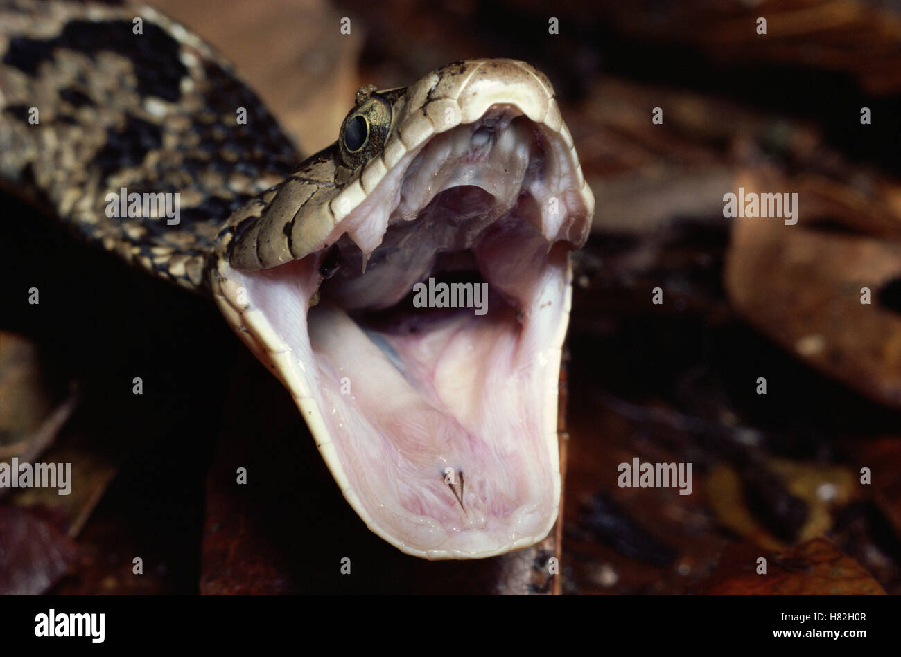 False Fer-de-lance (Xenodon rabdocephalus) snake, defensive threat ...