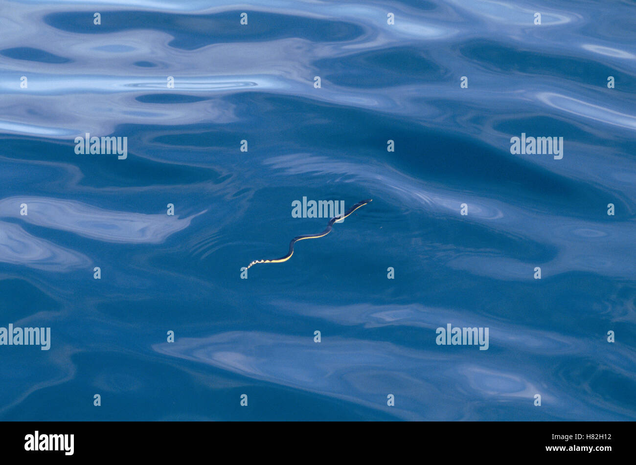 Yellow-bellied Sea Snake (Pelamis platurus), Costa Rica Stock Photo - Alamy