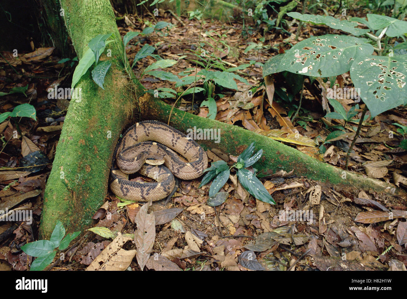 Bushmaster (Lachesis muta) coiled between buttress roots, rainforest ...