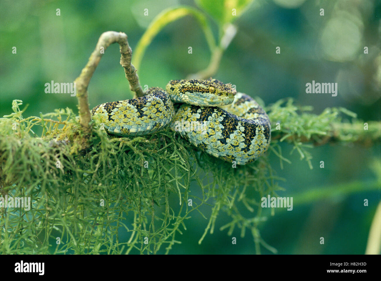 Blotched Palm-pit Viper (Bothriechis supraciliaris) camouflaged on ...