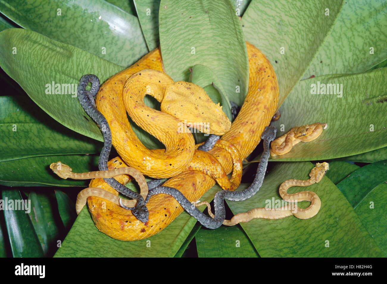 Eyelash Viper (Bothriechis schlegelii) gold morph female with just born ...