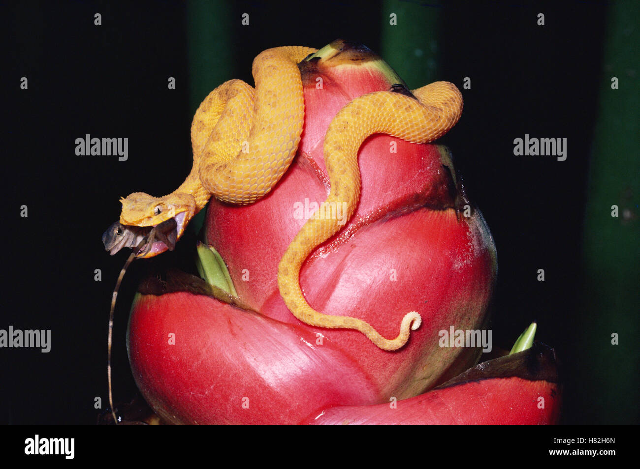 Eyelash Viper (Bothriechis schlegelii) gold morph predating a Border ...