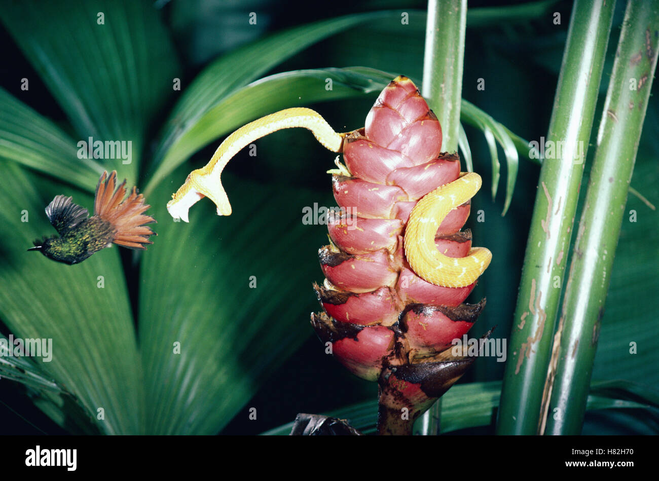 Eyelash Viper (Bothriechis schlegelii) gold morph lying in wait on ...