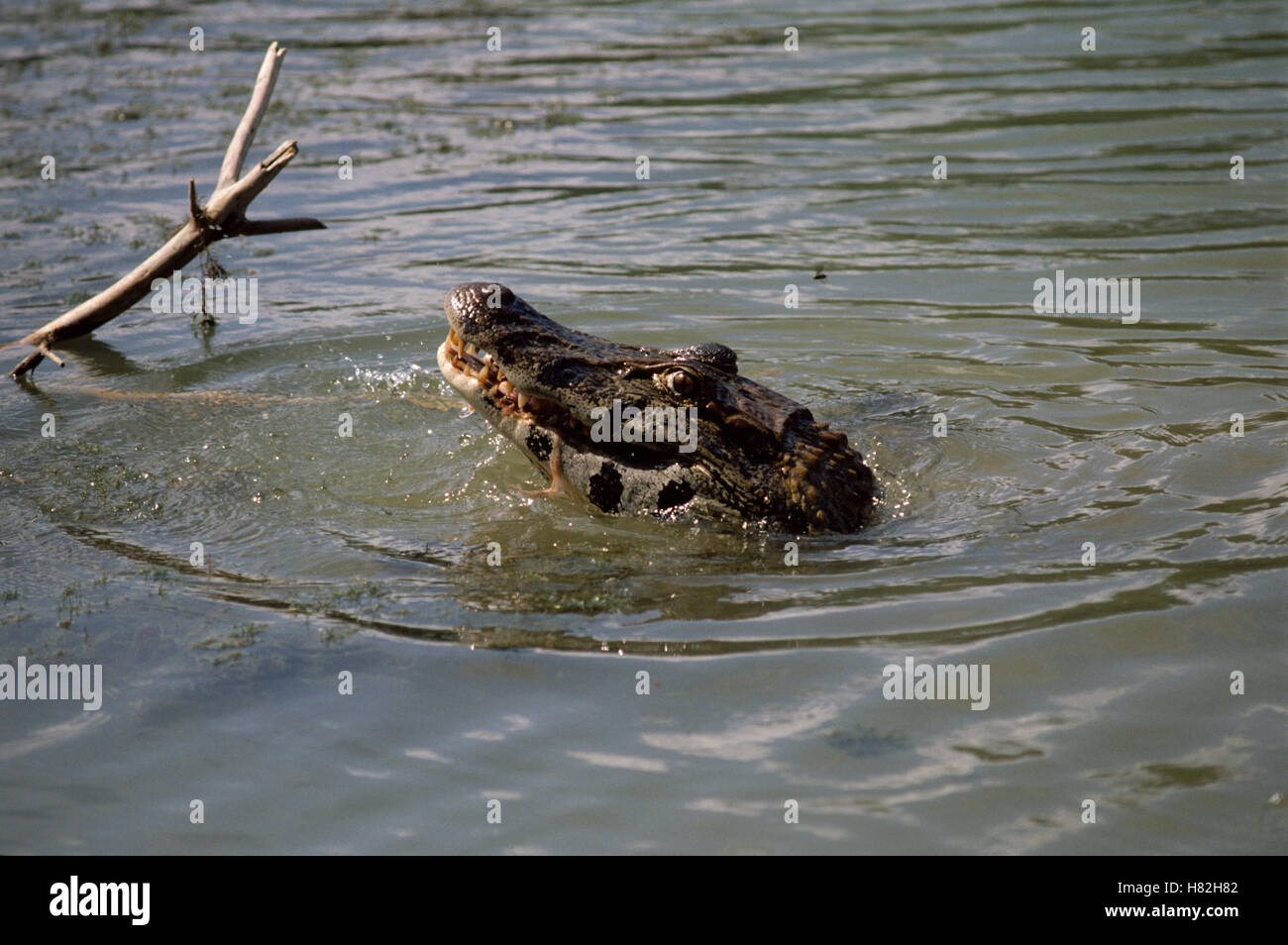 Black Caiman (Melanosuchus niger) feeding, Manu National Park, Peru ...