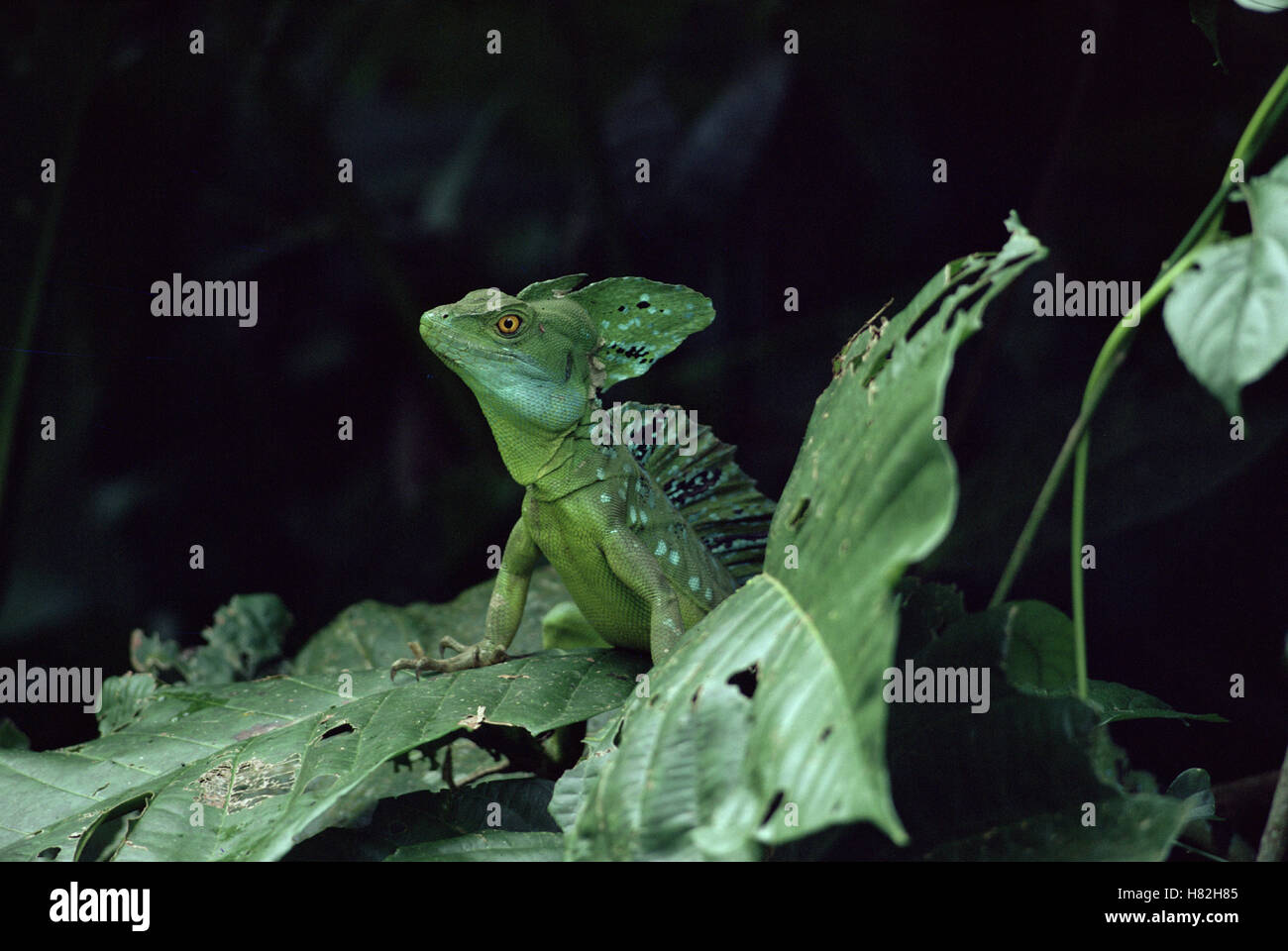 Green Basilisk (Basiliscus plumifrons) male, Costa Rica Stock Photo - Alamy