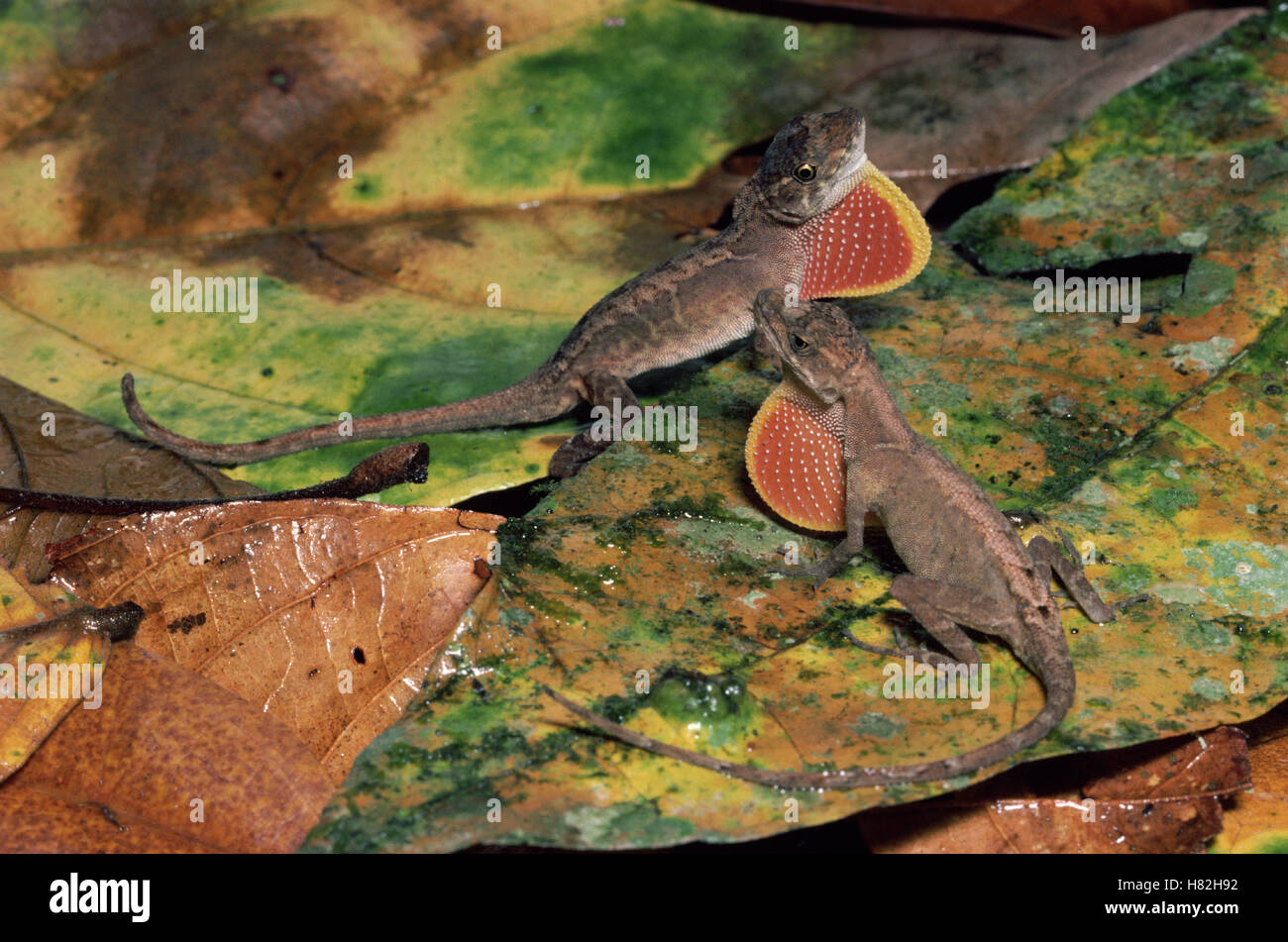 Ground Anole (Norops humilis) two males in a display of dominance ...