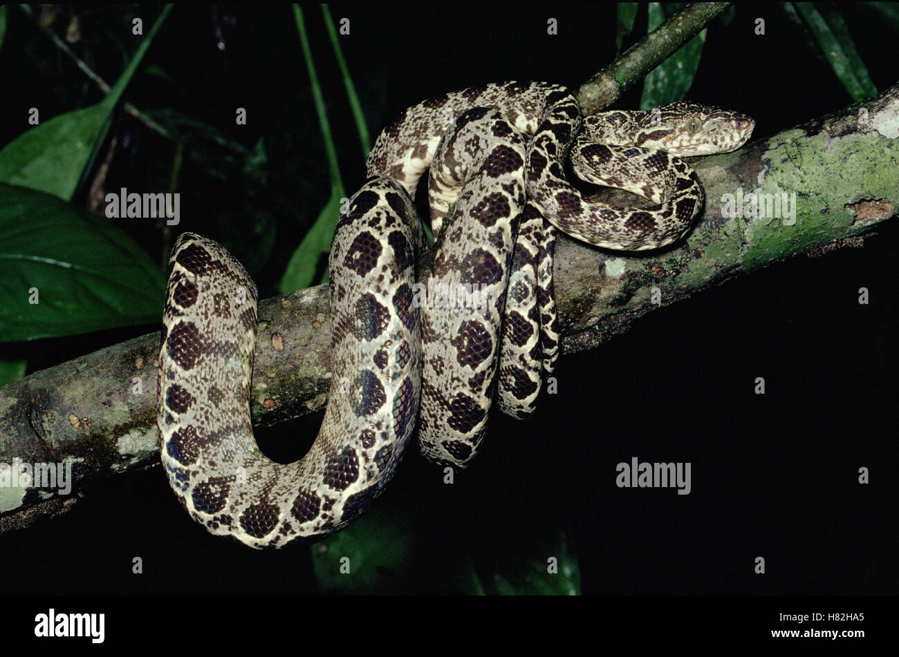 Amazon Tree Boa (Corallus enydris) coiled around tree branch, Amazon ...