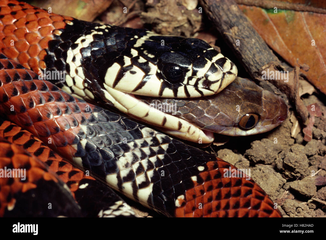 Bright-ringed Snake (Erythrolamprus bizonus) rear-fanged mimic of Coral ...
