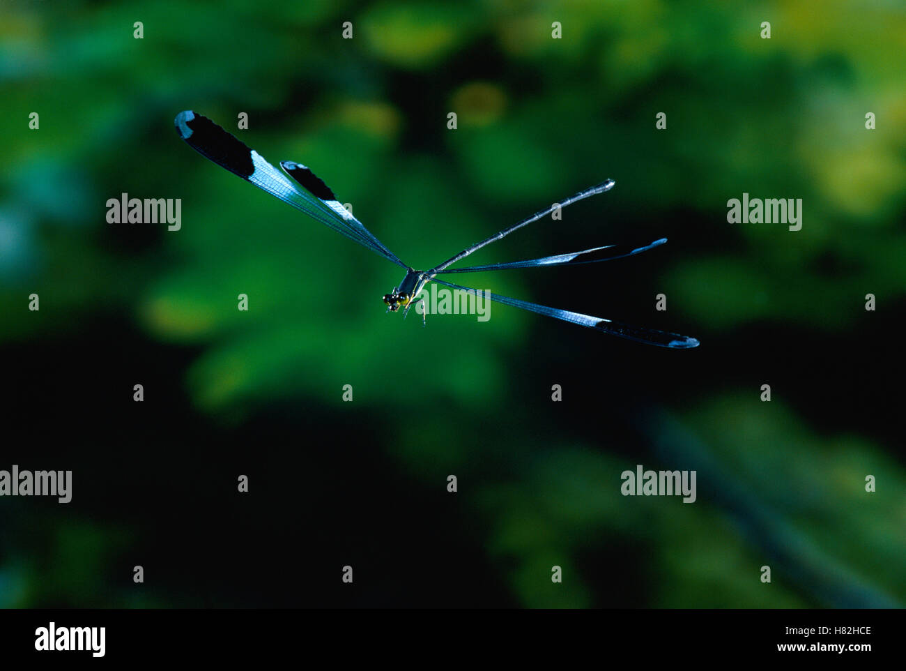 Blue Helicopter Damselfly (Megaloprepus coerulatus) rainforest, La ...