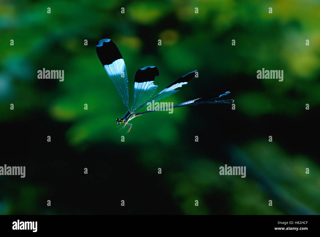 Blue Helicopter Damselfly (Megaloprepus coerulatus) rainforest, La ...