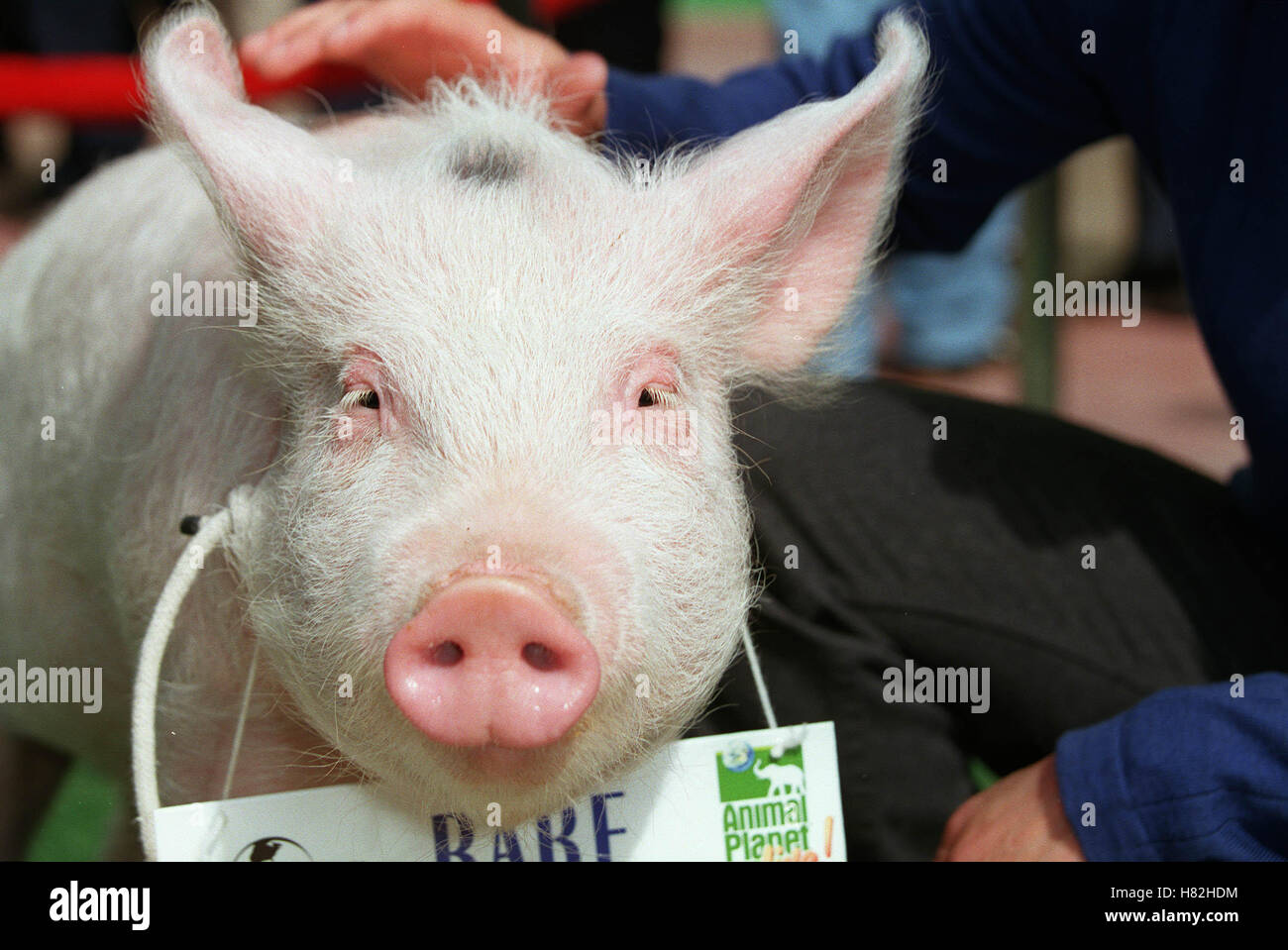 BABE THE PIG ANIMAL WALK OF FAME UNIVERSAL STUDIOS LA USA 20 March 2001 ...