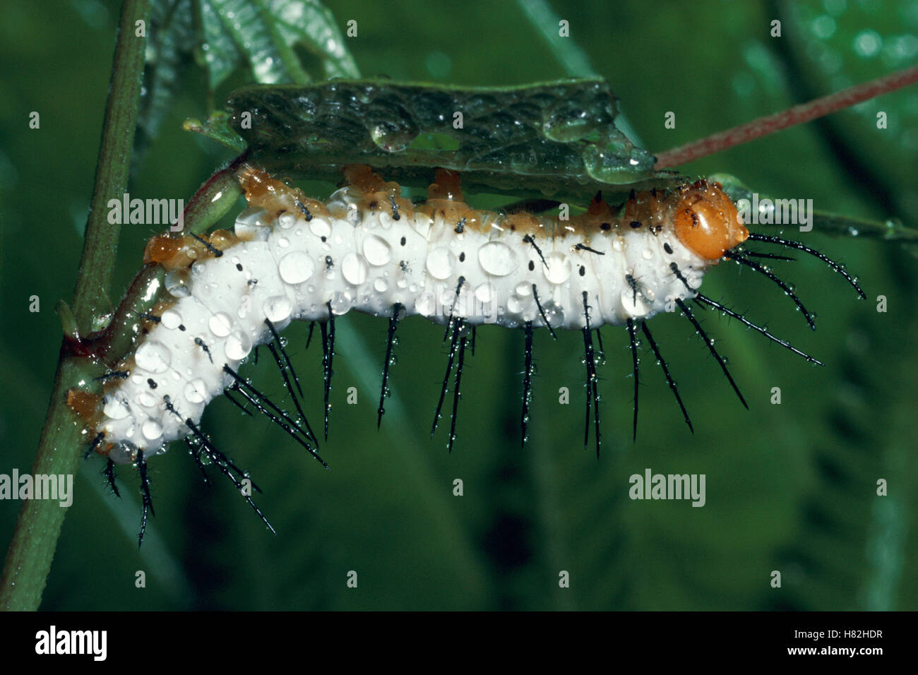 Tiger Longwing (Heliconius hecale) larva feeding on Passionvine leaf ...
