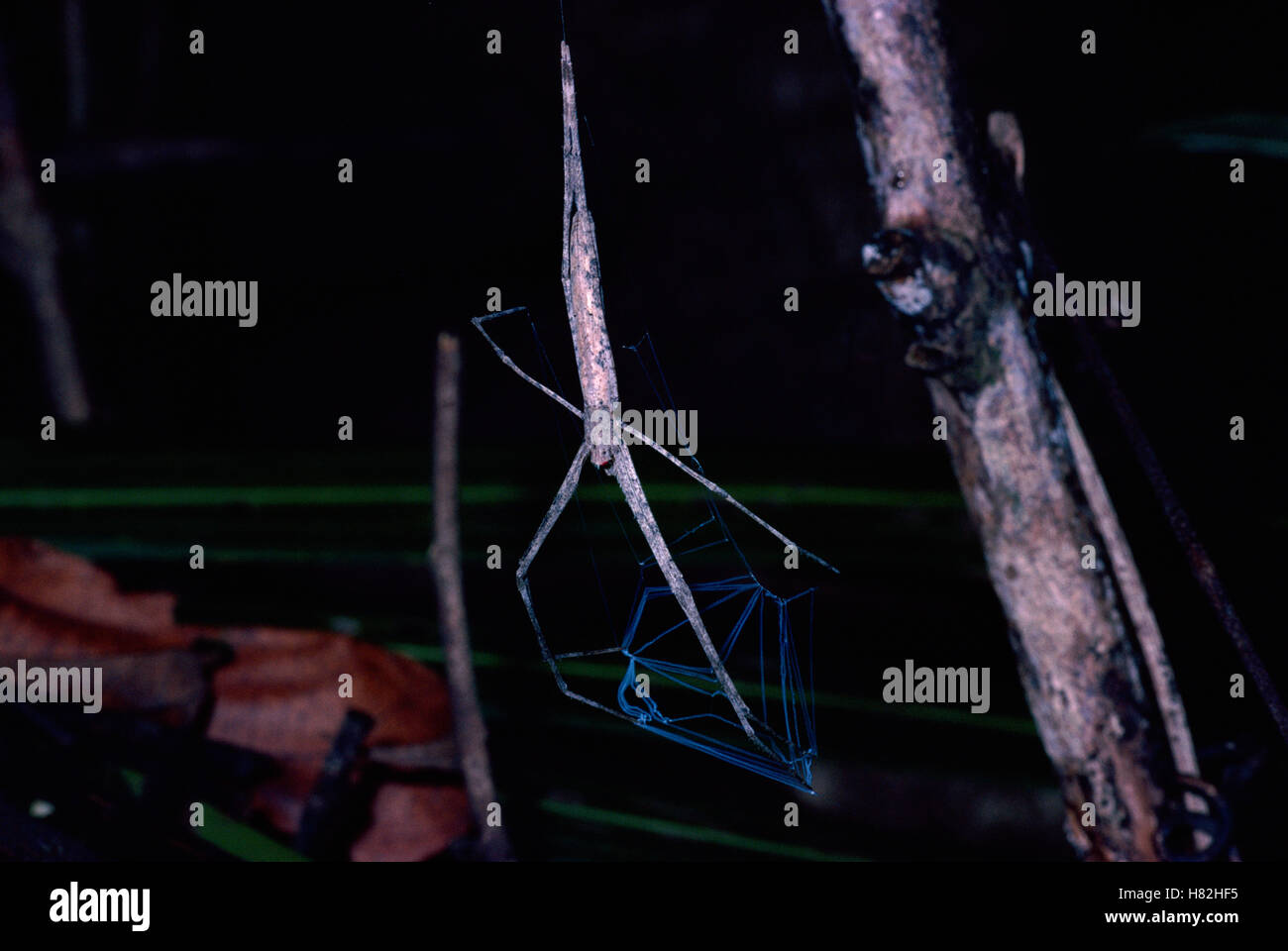 Ogre-faced Spider (Deinopis sp) netting prey, rainforest, Costa Rica ...