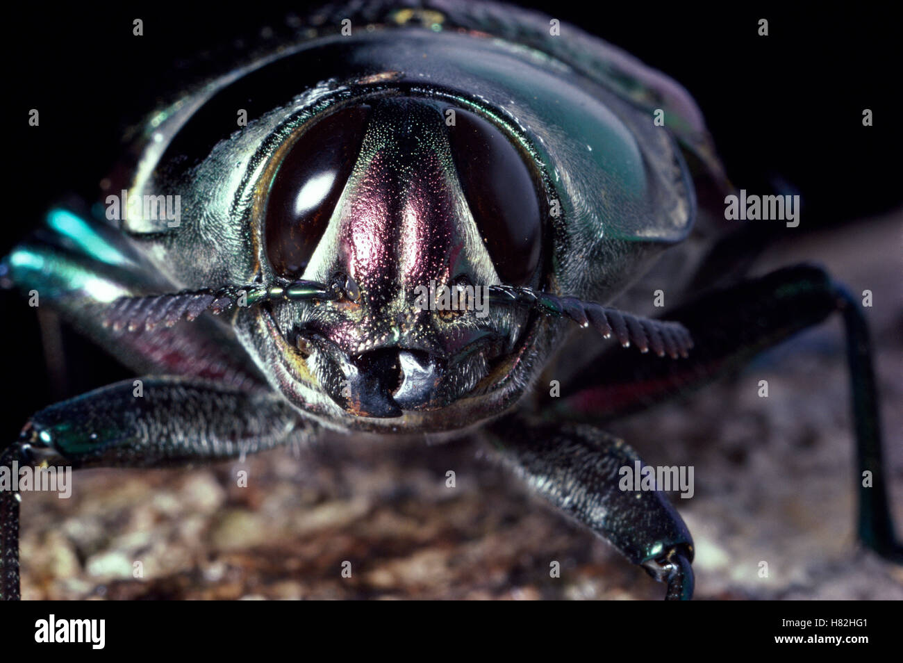 Metallic Wood-boring Beetle (Euchroma gigantea), Amazon rainforest ...