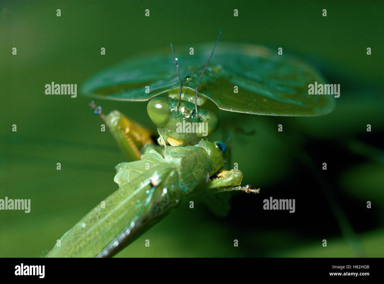Hooded Praying Mantis (Choeradodis rhomboidea) eating katydid ...