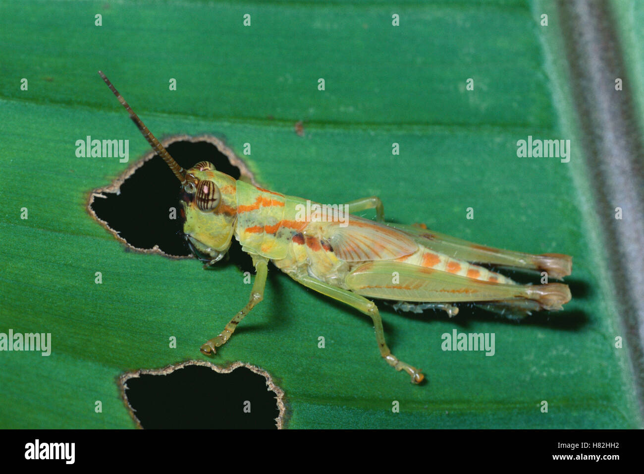 Grasshopper (Acrididae) feeding on leaf, Amazon rainforest, Ecuador ...