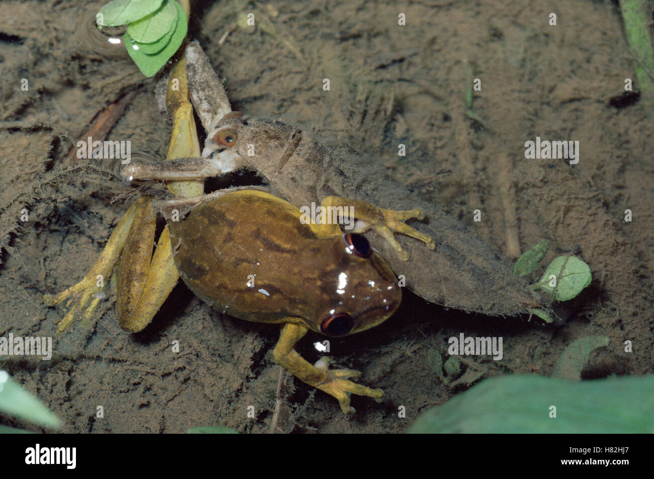 Giant Water Bug (Belostoma sp) predating a frog, rainforest, Costa Rica ...