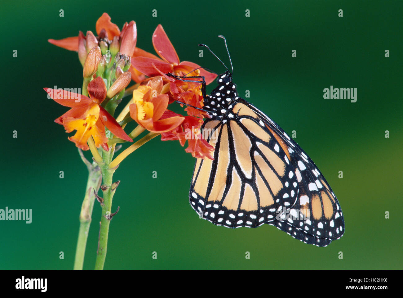 Monarch (Danaus plexippus) butterfly, feeding on Scarlet Milkweed ...