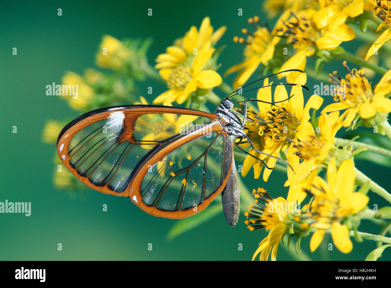 Nymphalid Butterfly (Pteronymia sp) of the family Ithomiinae, at ...