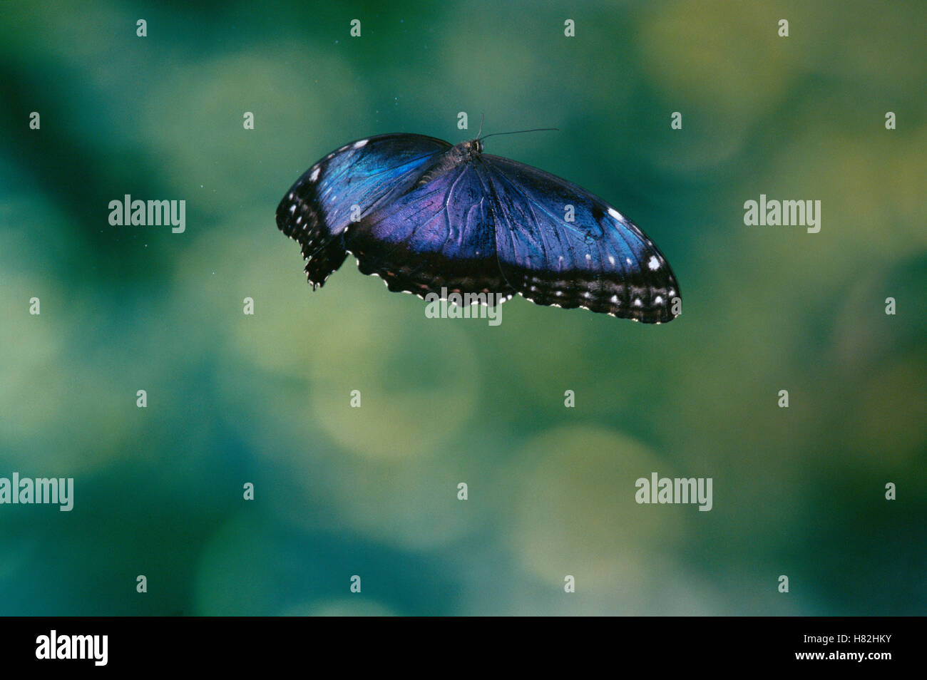 Morpho Butterfly (Morpho sp) flying, cloud forest, Costa Rica Stock ...