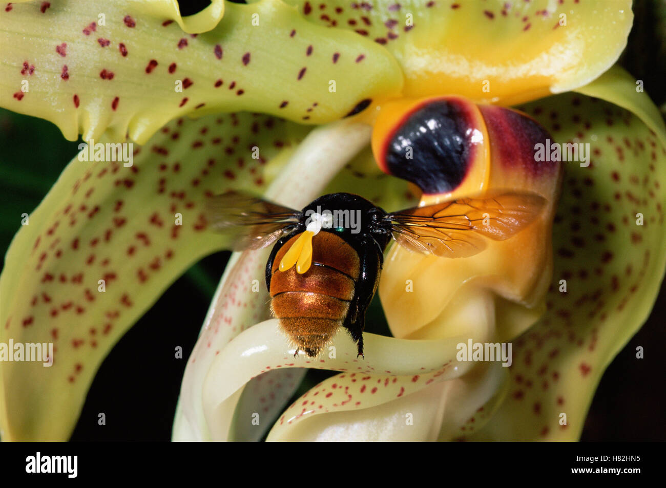 Bee (Eulaema sp) visiting Orchid (Stanhopea wardii) note pollinaria on ...