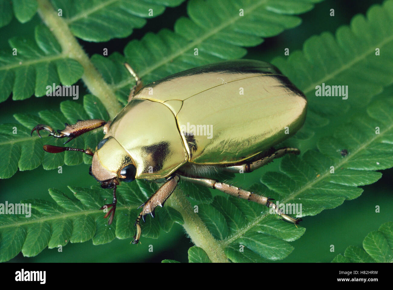 Golden Scarab Beetle (Plusiotis resplendens) portrait on leaf ...
