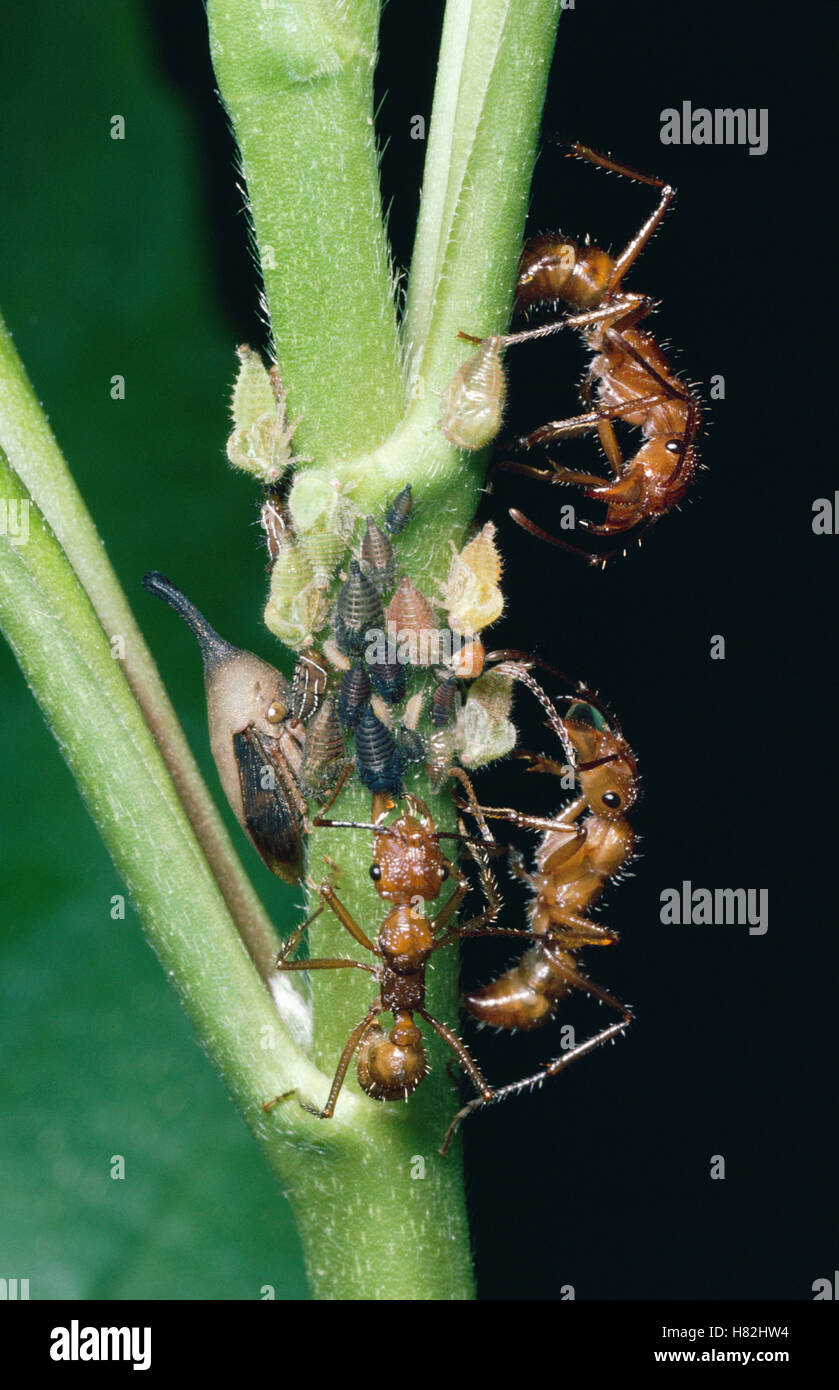 Treehoppers, adult and several ages of young plus ant guards, dry ...