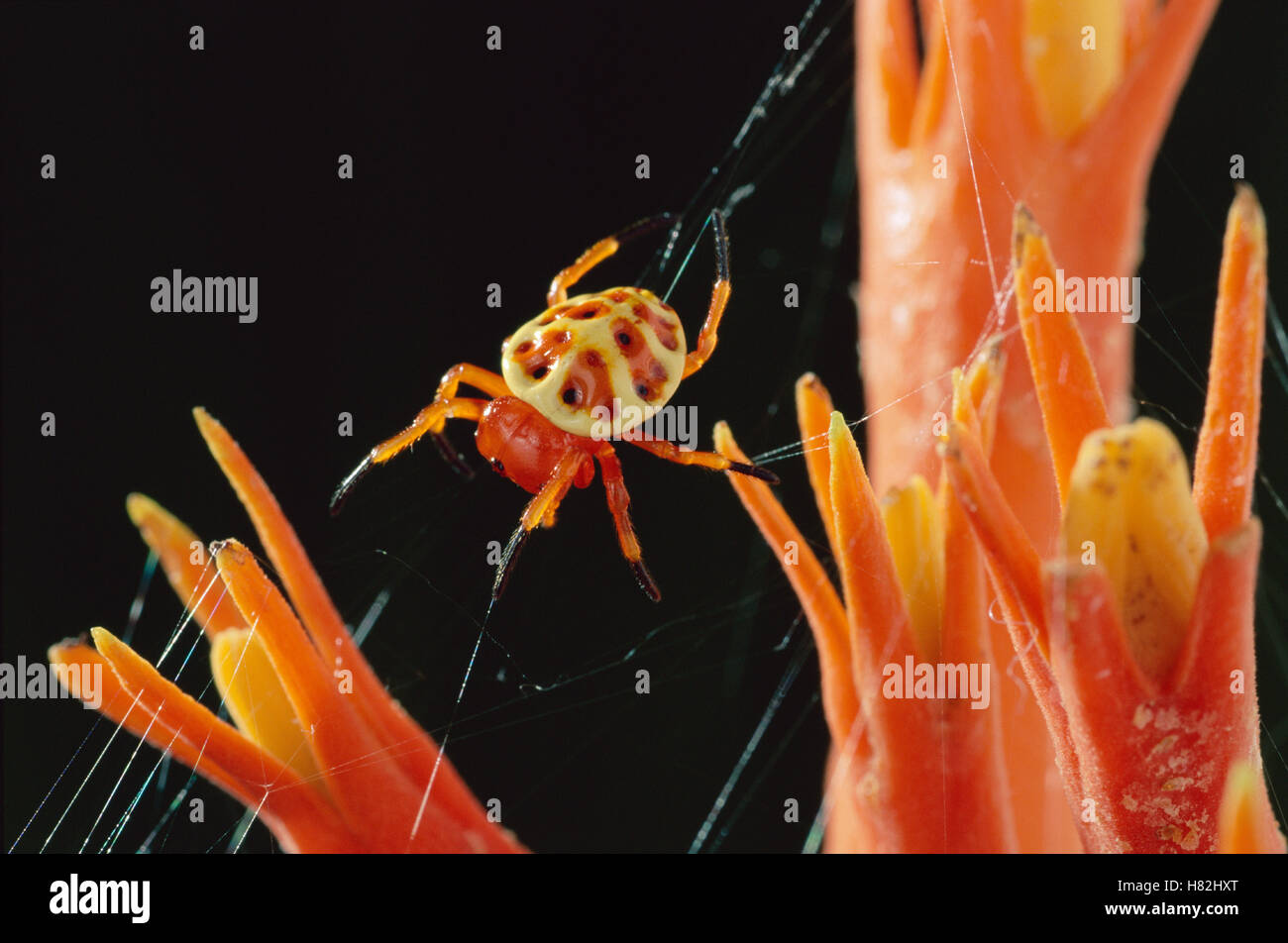 Orb-weaver Spider (Paraplectana sp) on the flowers of Pygmymelon ...