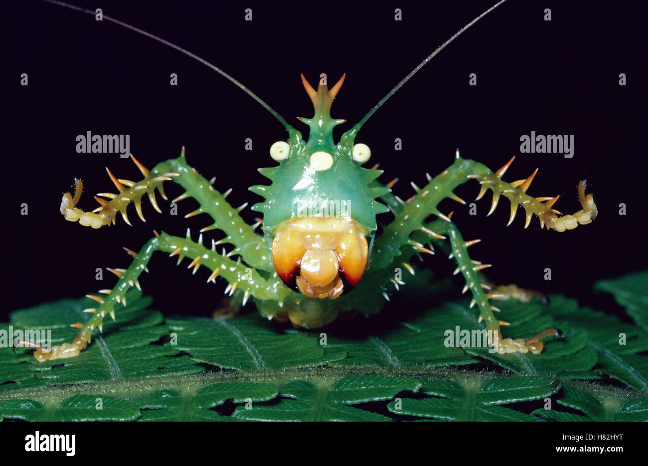 Katydid (Panacanthus cuspidatus) threat display, Amazon rainforest ...