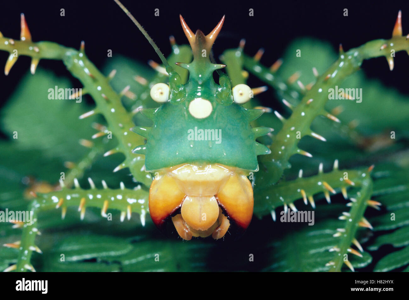 Katydid (Panacanthus cuspidatus) threat display, Amazon rainforest ...